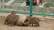Cute Capybara GIFs - Find & Share on GIPHY