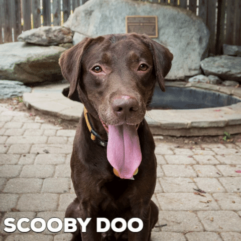 Dog Adopt GIF by Humane Rescue Alliance - Find & Share on GIPHY