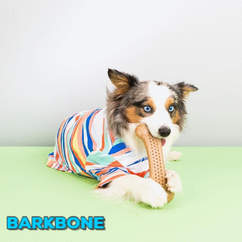 Australian Shepherd GIFs - Find & Share on GIPHY