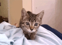 Cat Pouncing Gif