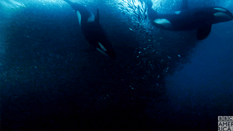 Blue Planet Backflip GIF by BBC America - Find & Share on GIPHY