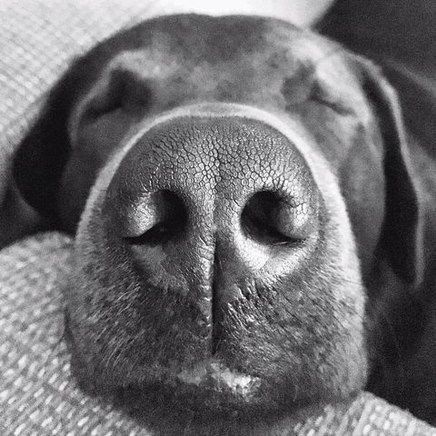 Tired Dog GIF by _charlab_ - Find & Share on GIPHY