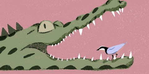 Crocdile GIFs - Get the best GIF on GIPHY