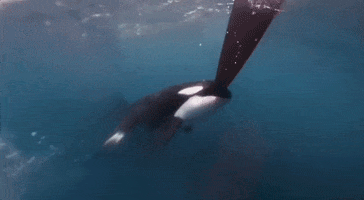 Why Are Orcas Ramming Boats? Here's What the Experts Are Saying. by ...