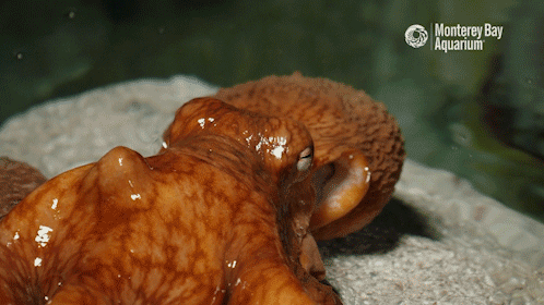 Siphon Finding Nemo GIF by Monterey Bay Aquarium - Find & Share on GIPHY