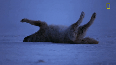 Rolling Over Nat Geo GIF by National Geographic Channel - Find & Share ...