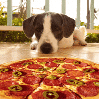 Puppy Pizza Party