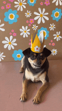 Excited Dog Animated Gif