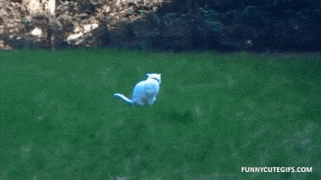 Cat Chasing Tail GIFs - Find & Share on GIPHY