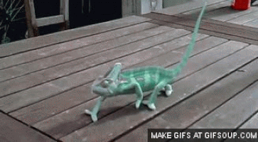 Chameleon GIFs - Find & Share on GIPHY