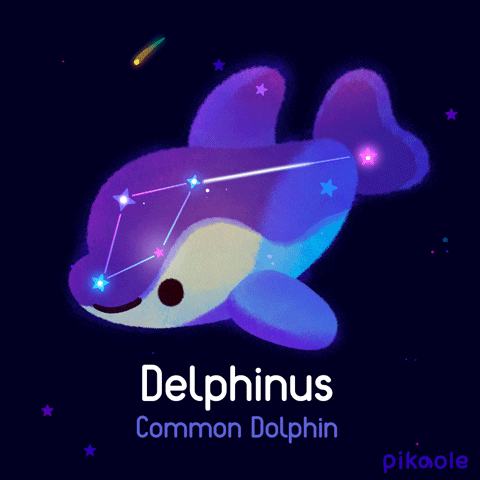 Animated Dolphin Gif