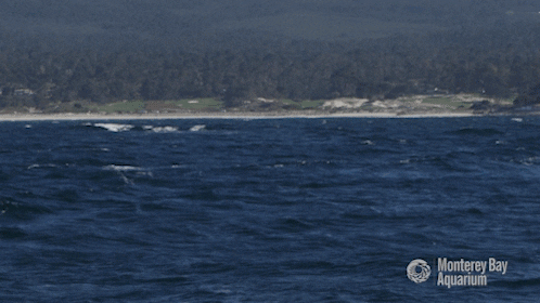 Pacific-breach GIFs - Get the best GIF on GIPHY