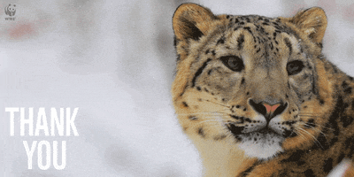 Snow Leopard GIFs - Find & Share on GIPHY