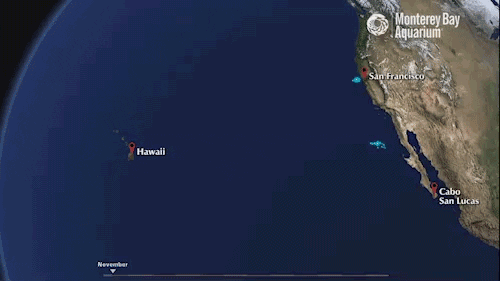 Cabos San Lucas GIFs - Get the best GIF on GIPHY