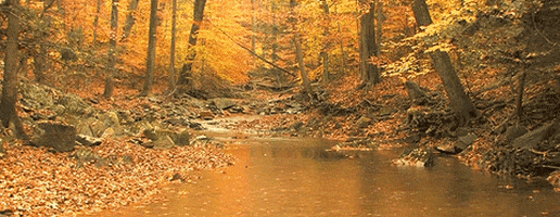 Fall Autumn GIF by Jerology - Find & Share on GIPHY