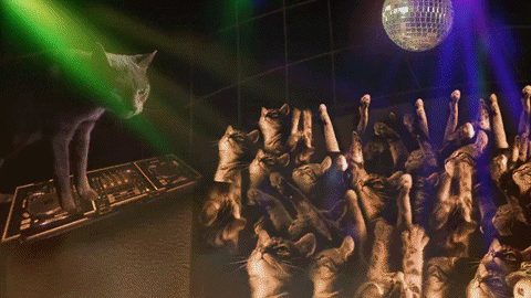 Rave Cat Gif