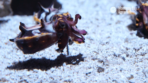 Flamboyant Cuttlefish Walking