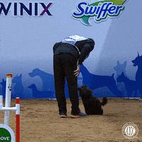 2023 AKC National Agility Championship by American Kennel Club | GIPHY