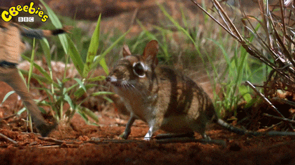 Wild Life Wtf GIF by CBeebies HQ - Find & Share on GIPHY