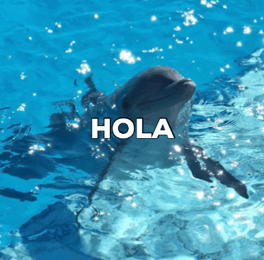 TheDolphinCompany GIFs on GIPHY - Be Animated