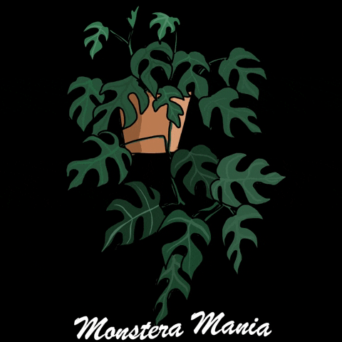 Monstera GIFs - Get the best GIF on GIPHY