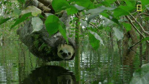 Hostile Planet: Jungle by National Geographic TV | GIPHY