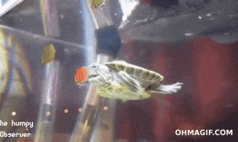 Funny Puffer Fish GIFs - Find & Share on GIPHY