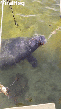 Cute Manatee Gif