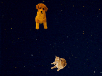 Cats In Zero Gravity Gif