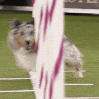 Puppies Running Gif