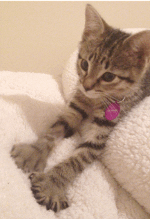 Makin-biscuits GIFs - Get the best GIF on GIPHY