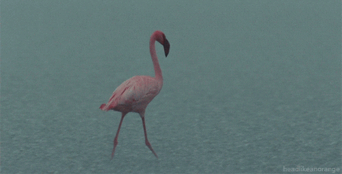 Bird Flamingo GIF - Find & Share on GIPHY