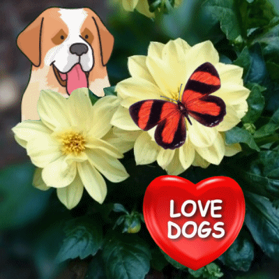Love Dogs GIF - Find & Share on GIPHY