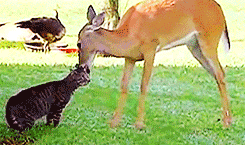 Deer GIFs - Find & Share on GIPHY