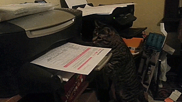 Cat-fax GIFs - Get the best GIF on GIPHY