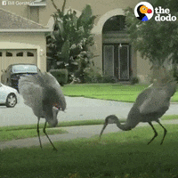 Animals Mating Gif