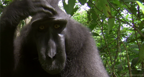 Celebes Crested Macaque Monkey GIF by Head Like an Orange - Find ...