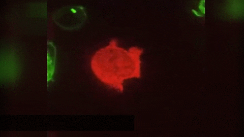 Cytotoxic GIFs - Get the best GIF on GIPHY