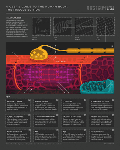Calcium-channel GIFs - Get the best GIF on GIPHY