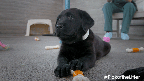 Black-lab-puppy GIFs - Get the best GIF on GIPHY