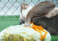 Feeding a Fruit Bat : r/gifs