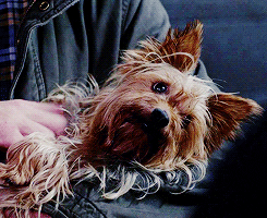 Supernatural Animal Gif CatNap Gif IceGif