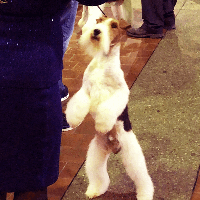 Dog Show GIF by Westminster Kennel Club - Find & Share on GIPHY
