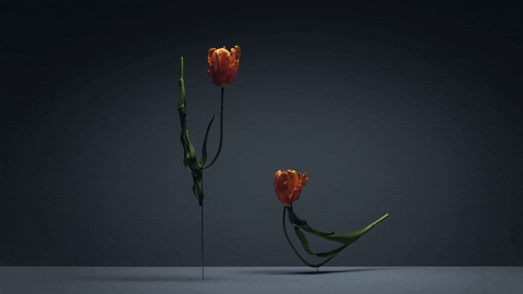 Gif Time Lapse Photography