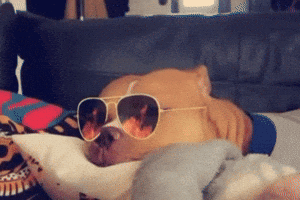 Pibble GIFs - Find & Share on GIPHY