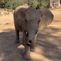 Happy Elephant Gif