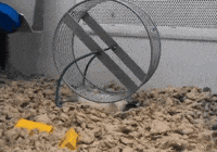 Hamster Wheel Spinning Gif