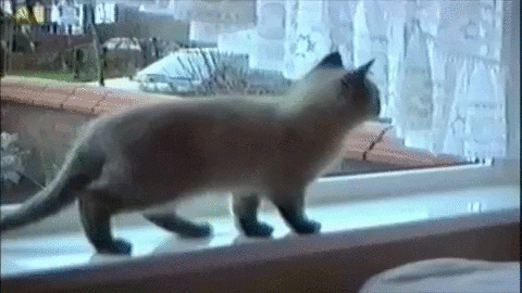 Windowsill GIFs - Get the best GIF on GIPHY