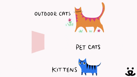 Cat-pet GIFs - Get the best GIF on GIPHY