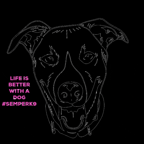 Semper K9 GIF - Find & Share on GIPHY